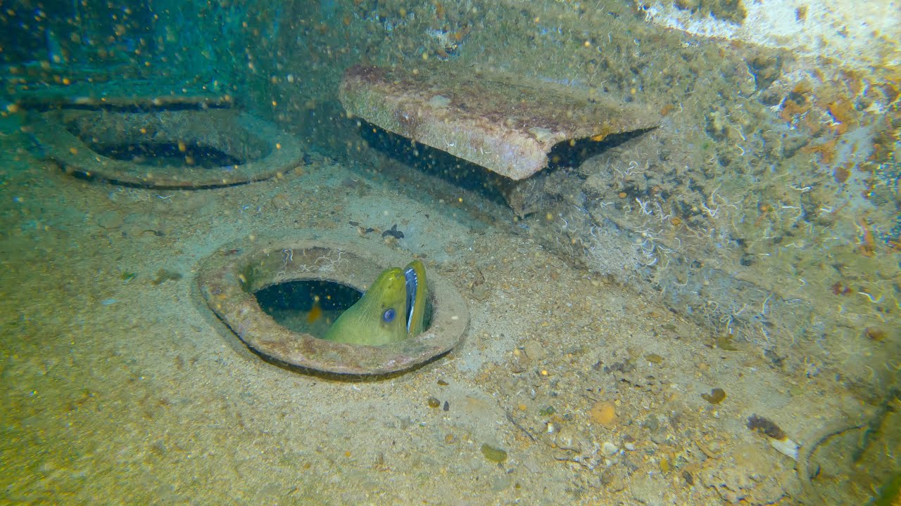 Going over the Green Moray Eel inside the sunk ship - YouTube