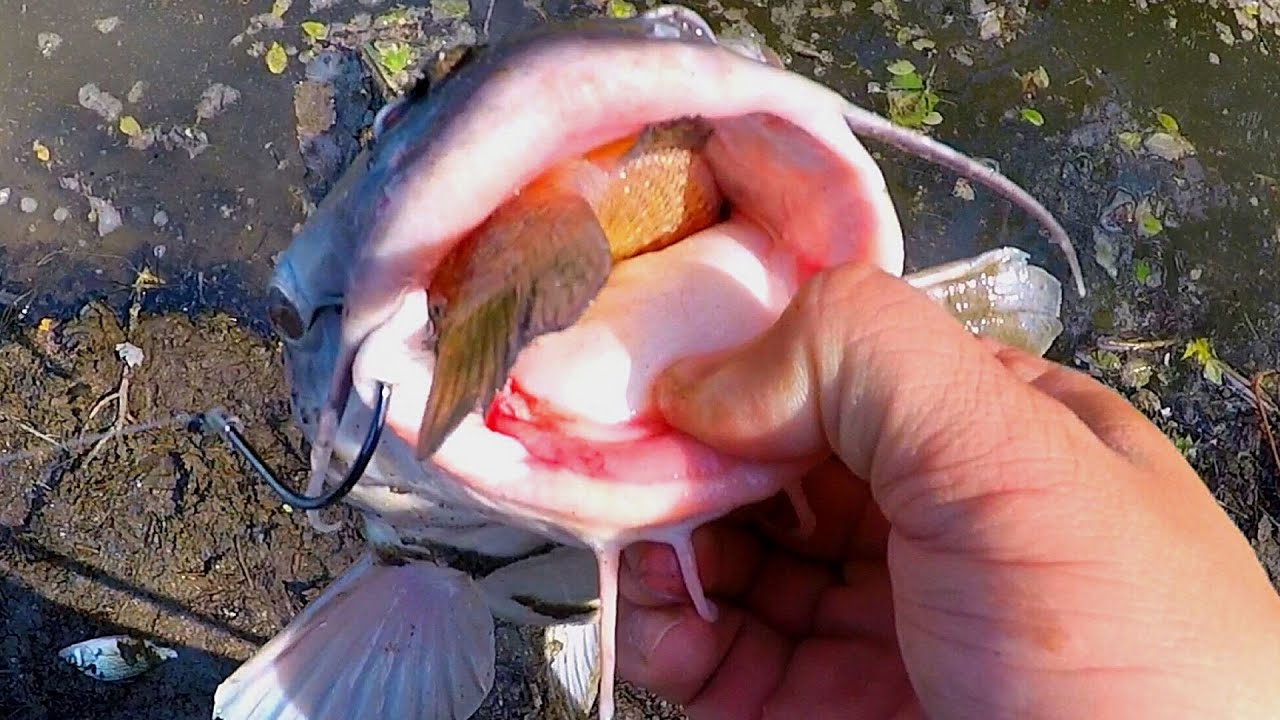 CATFISHING with LIVE BLUEGILL! (BIG BITES) - YouTube