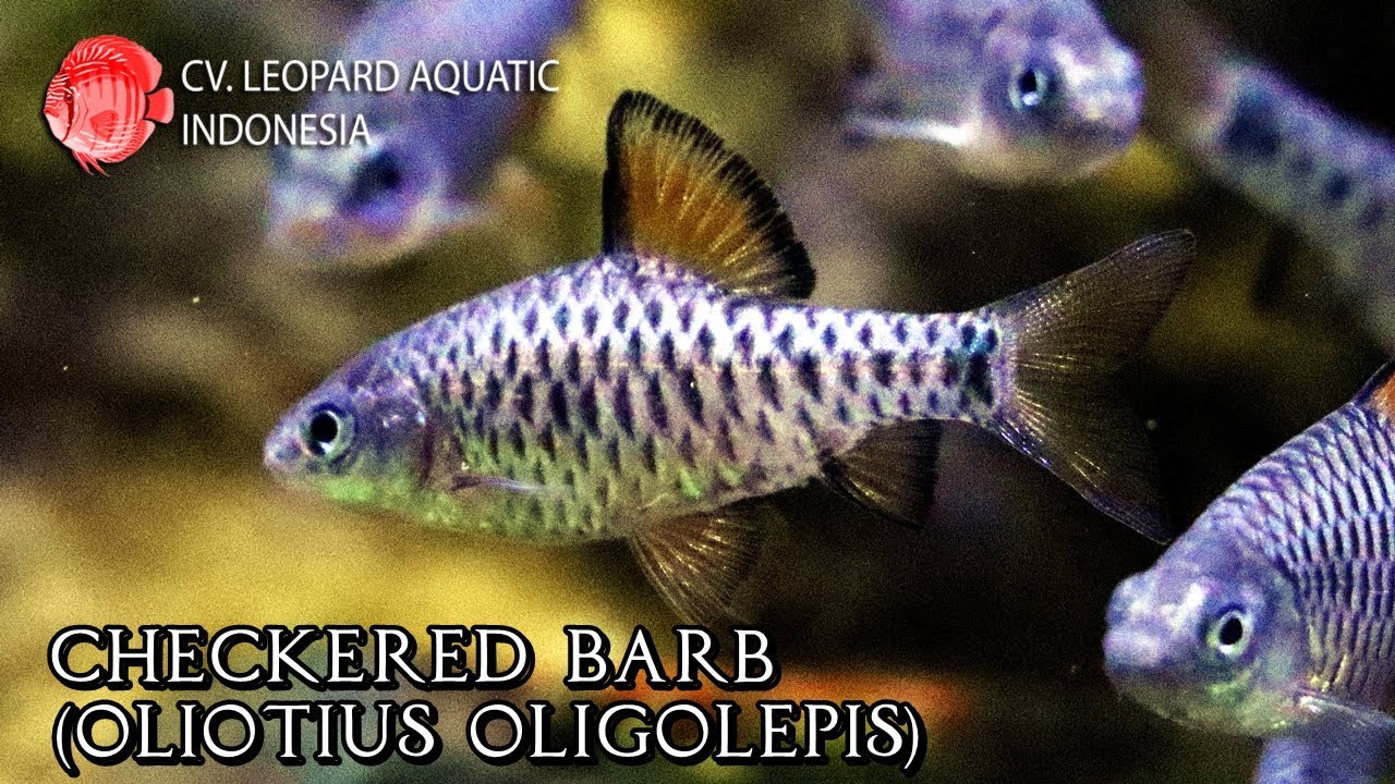 Checkered Barb (Leopard Aquatic U037A) - YouTube
