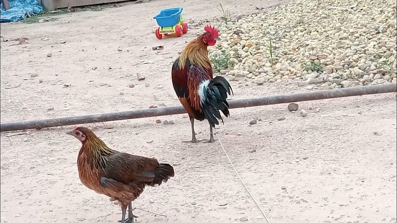 9 (4) Saib qaibf1 ua kev lom zem nawb cov phooj ywg nyiam qaib qu 2024 - YouTube