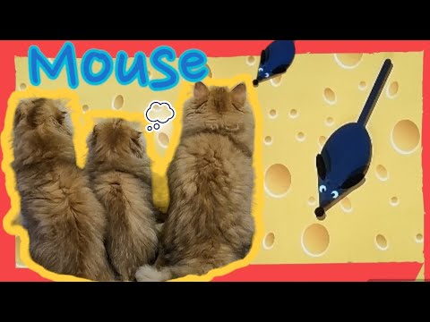 Video for cats🐱Mouse runs on the screen. Cats are watching TV🤩 - YouTube