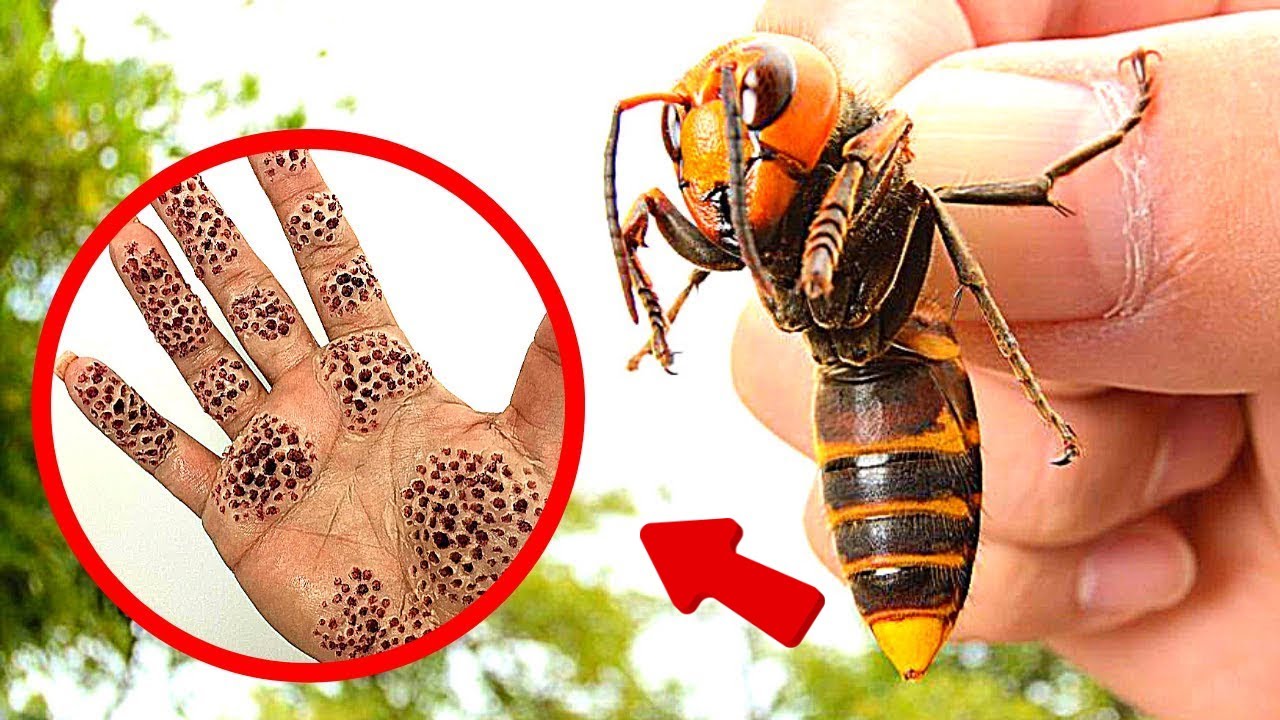 12 Deadly Insects You Don’t Want To Mess With - YouTube
