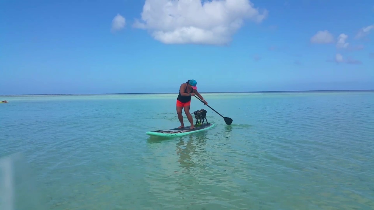 Paddle boarding with a goat! - YouTube