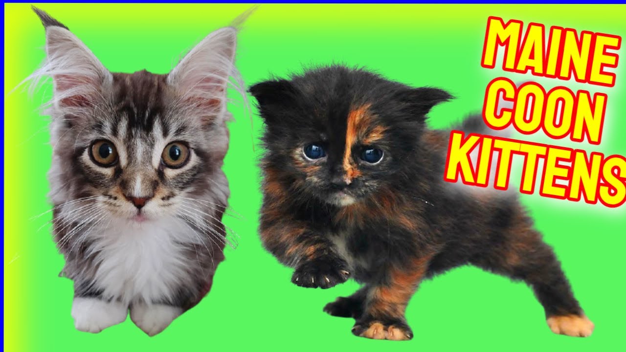 Maine Coon Kittens 🙀 Cute Maine Coon Kittens Video 👀 Maine Coon - YouTube