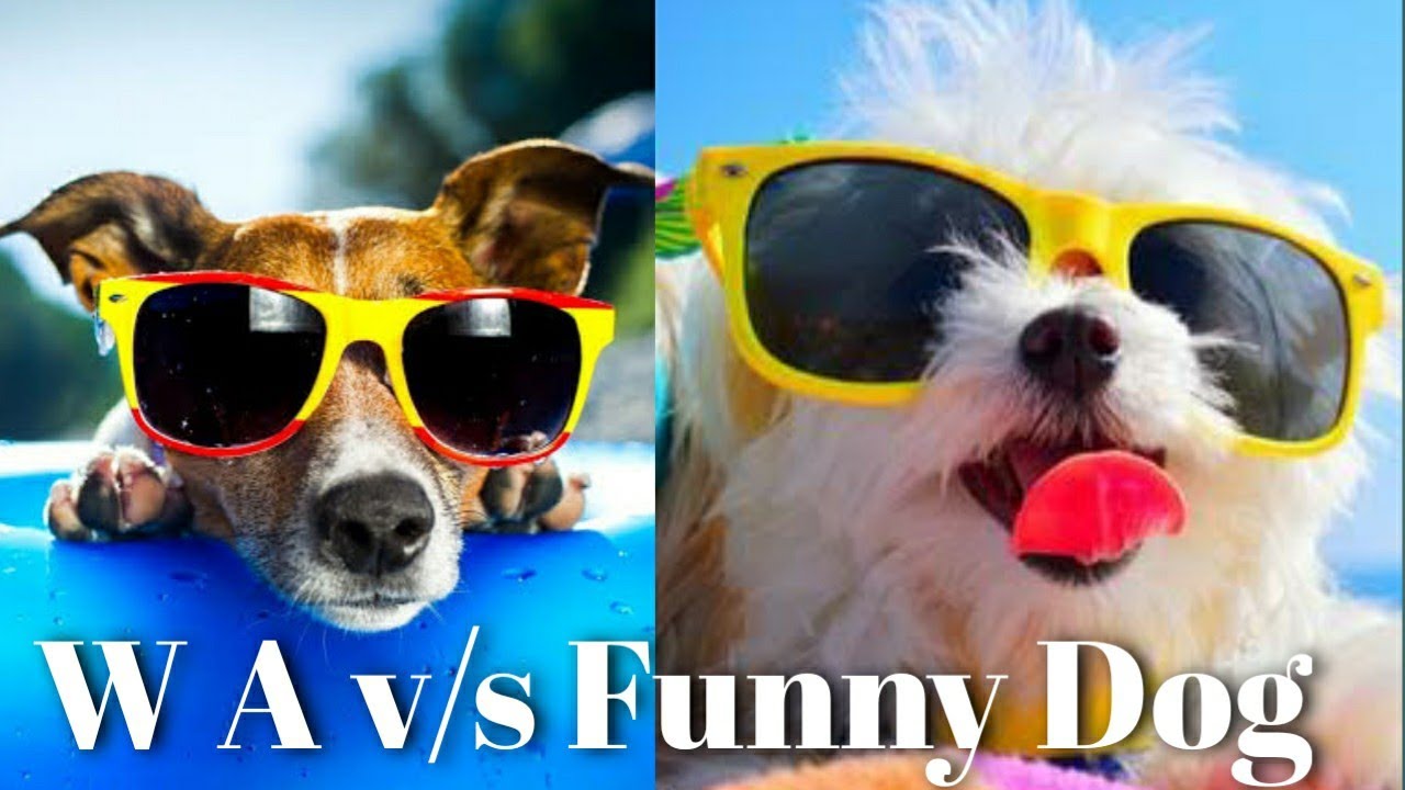 Super Funny & Cutest Dog || Funny Animals Videos || Wonder Animals ...