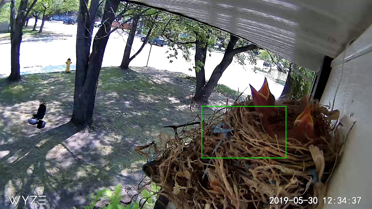 Crow steals baby Robin from nest - YouTube