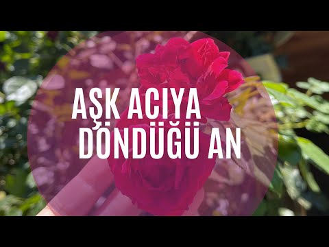 Aşkın acıya döndüğü an