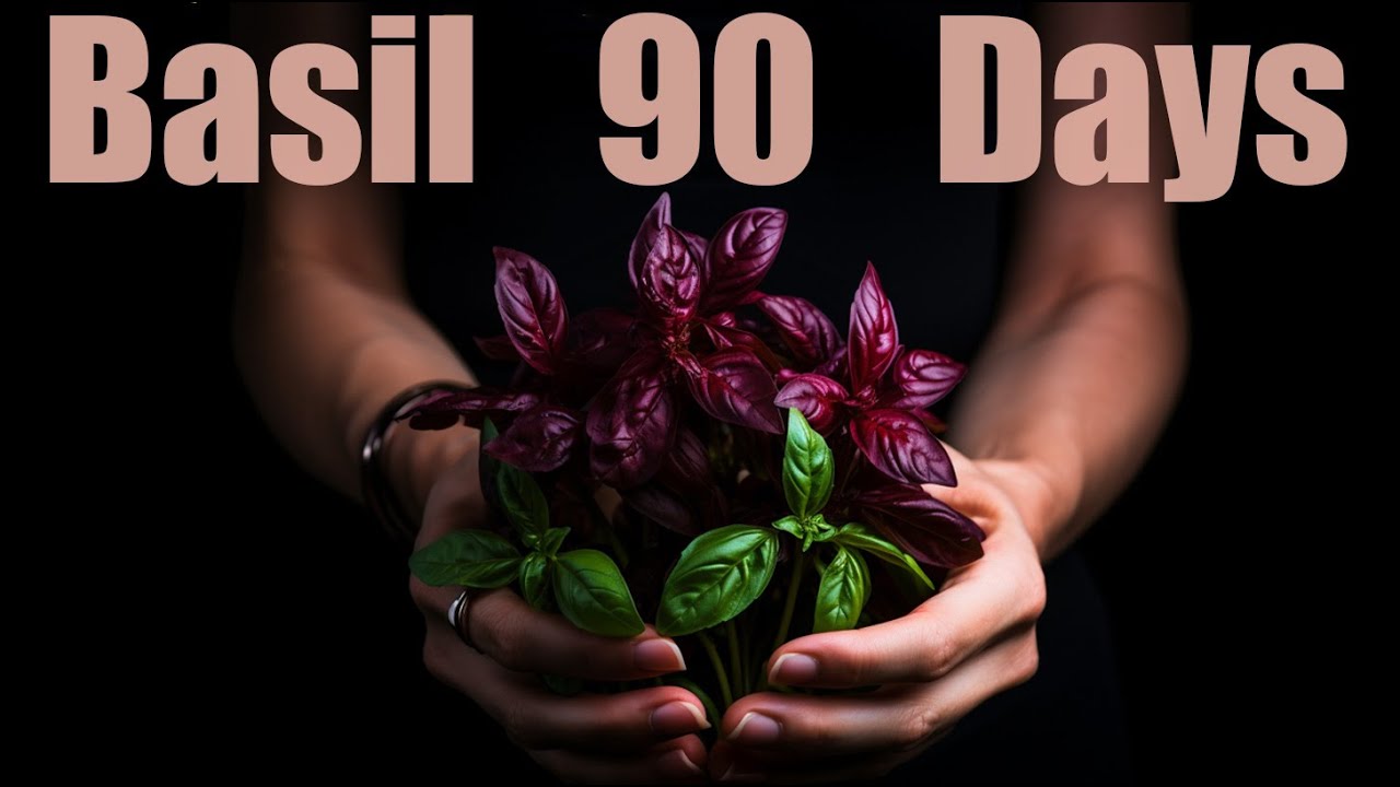 Growing Red Basil 💜 Time Lapse (90 Days) - YouTube