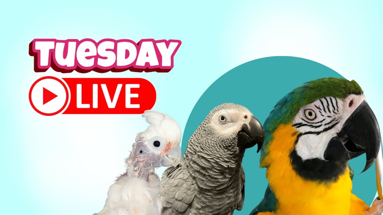 Monday Birds - YouTube