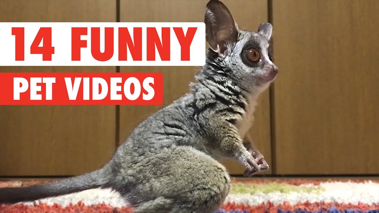 14 Funny Pets | Awesome Pet Video Compilation 2017 - YouTube