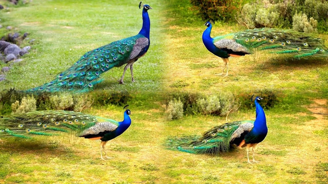Peacock sound 4k: Indian Peacock Call Blue Peacock calling Sounds Mor ...