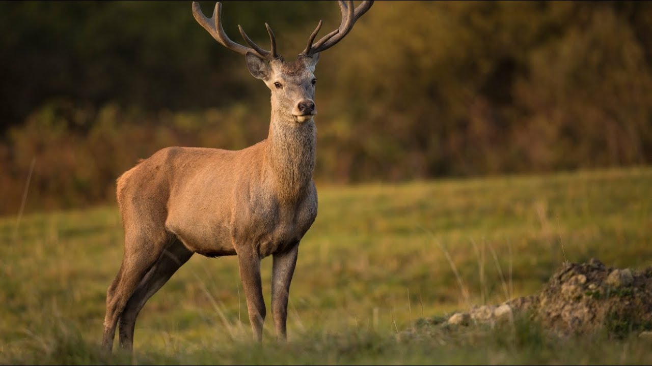 "Deer in the Snow" - Show footage of deer in snowy landscapes. Use # ...