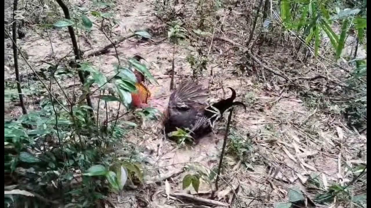 ຕໍ່ໄກ່ປ່າ dib qaib qus tuaj zoo 2024-2025 - YouTube