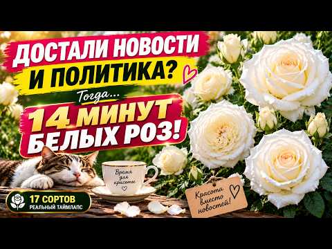 17 сортов БЕЛЫХ РОЗ! От бутона до полного роспуска | Таймлапс