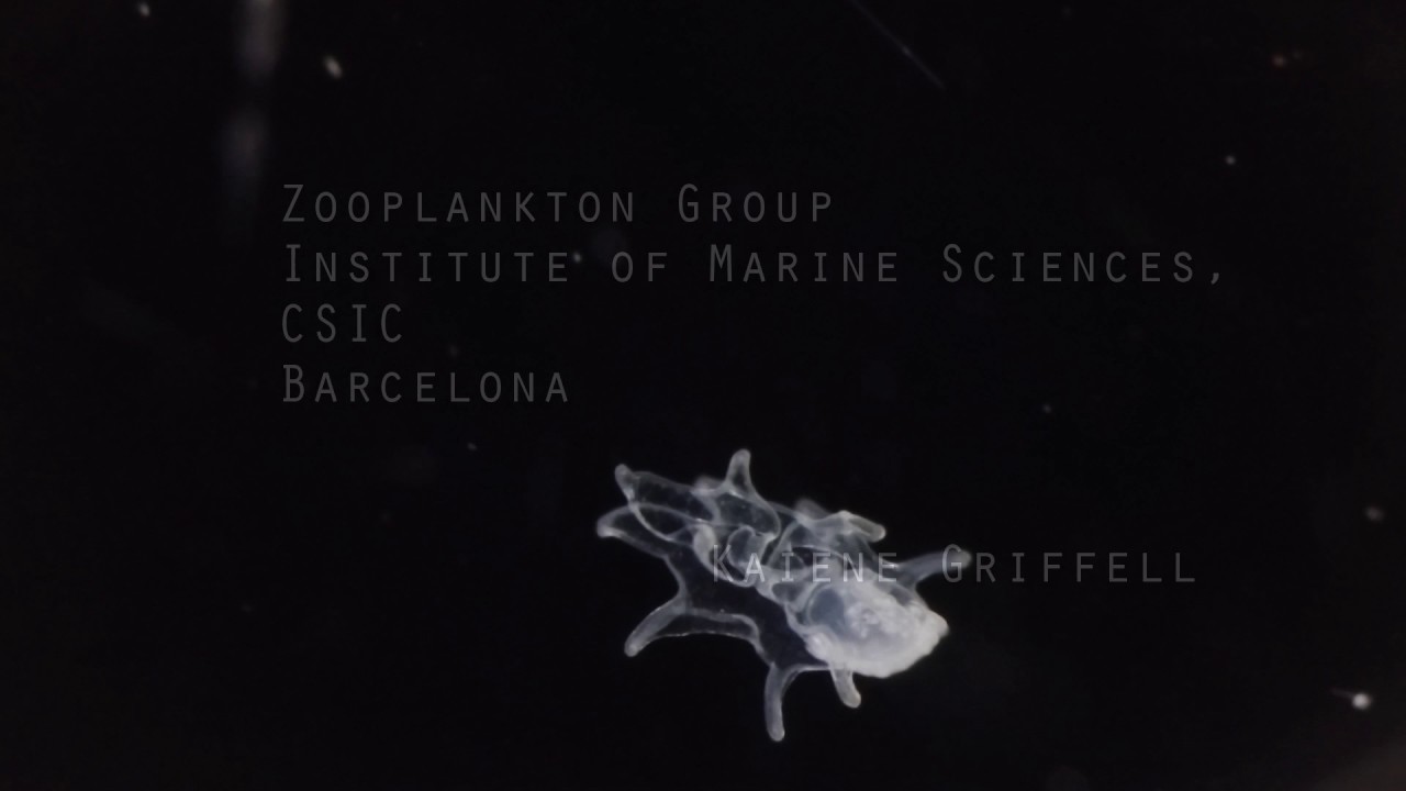 Larva brachiolaria sea Star - YouTube