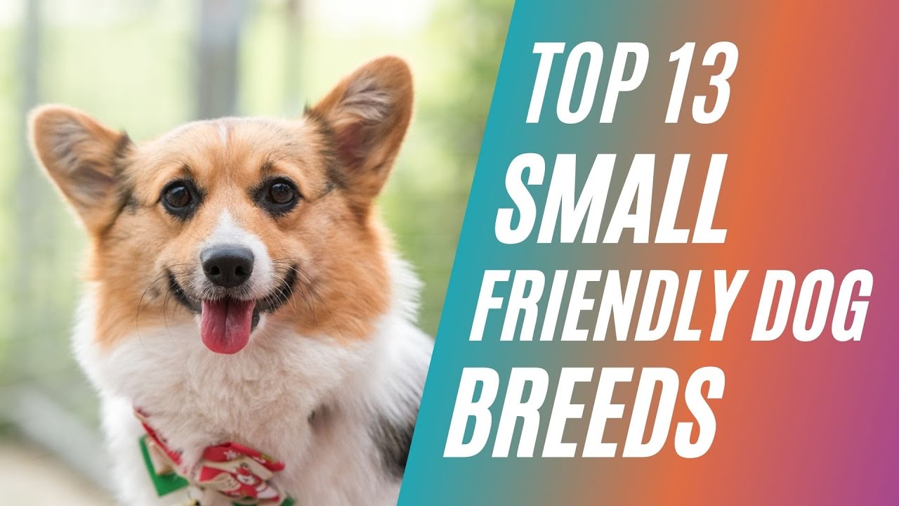 Top 13 Small Friendly Dog Breeds That Stay Small For Pets - YouTube