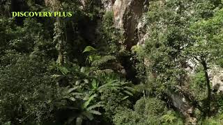 #Discovery_plus This Endangered Monkey is One of the World’s Most