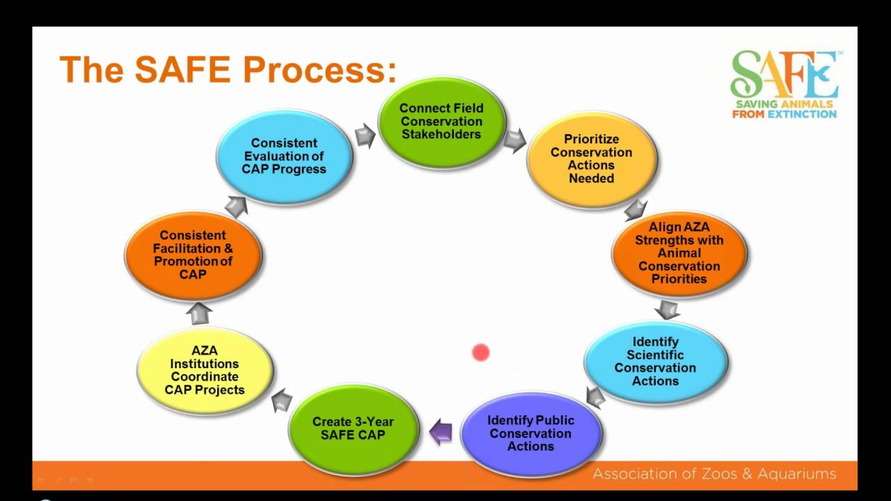 Introduction to AZA SAFE Shark and Ray Conservation Action Plan - YouTube