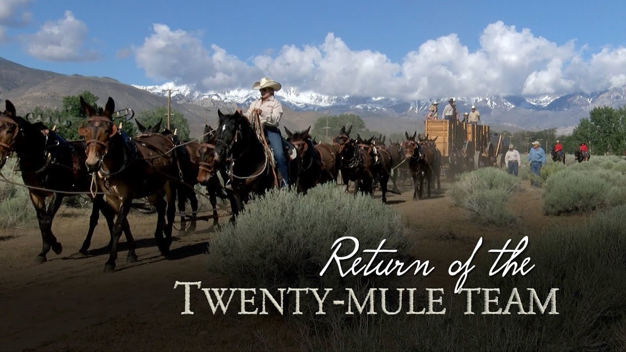 Mule Days: Return of the Twenty-mule Team - YouTube