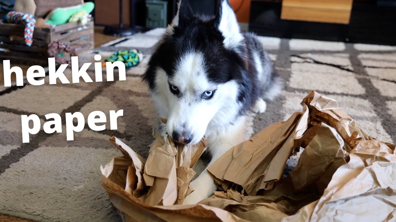 My Package Paper Ripping Dog! | Riley the Husky - YouTube