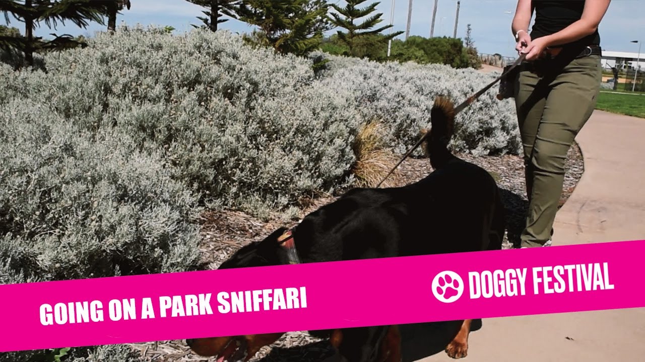 Doggy Festival - Going on a Park Sniffari - YouTube