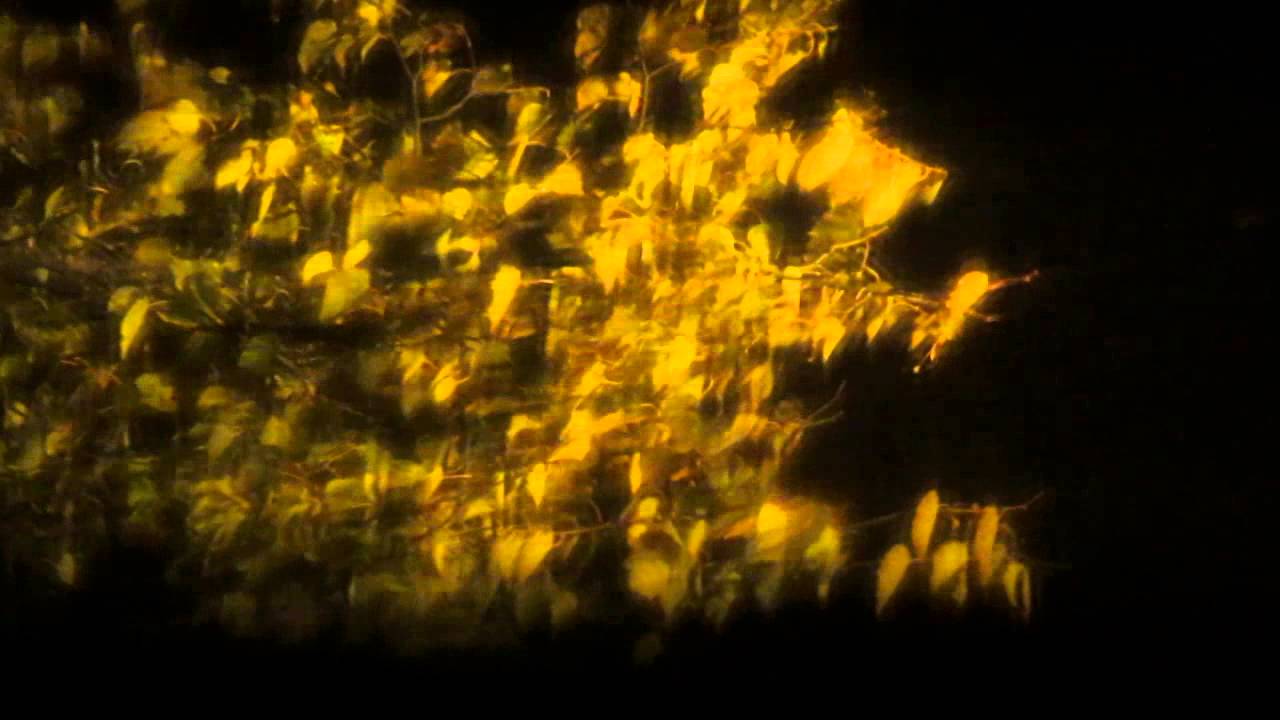 Windy Halloween Night - YouTube