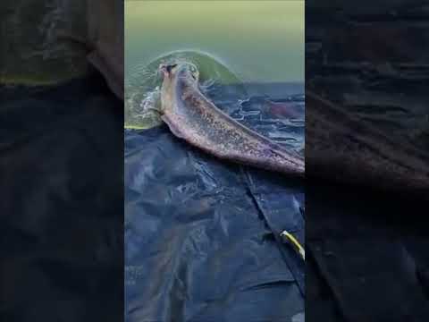 Big Catfish fishing, Plā duk tk plā, kaitafish machhalee pakadana, malaking hito, cá da tron lón