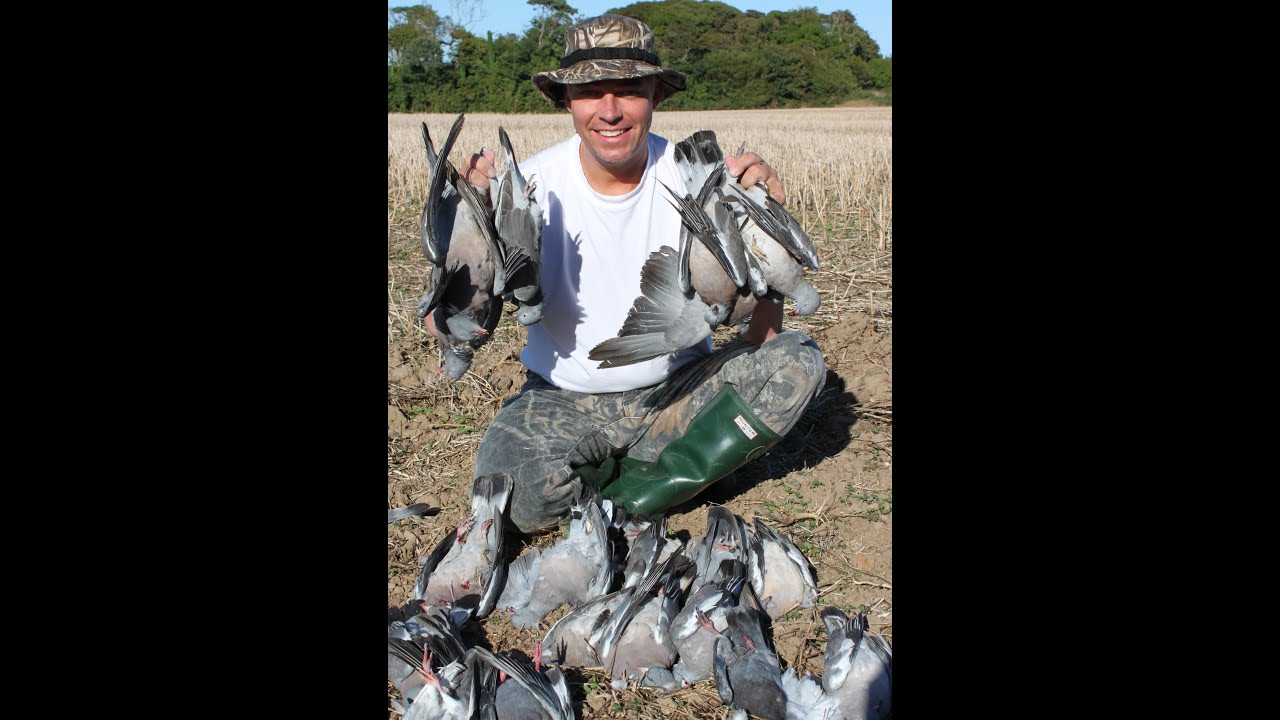 Wood Pigeon Hunting Ireland; Part 1 - YouTube