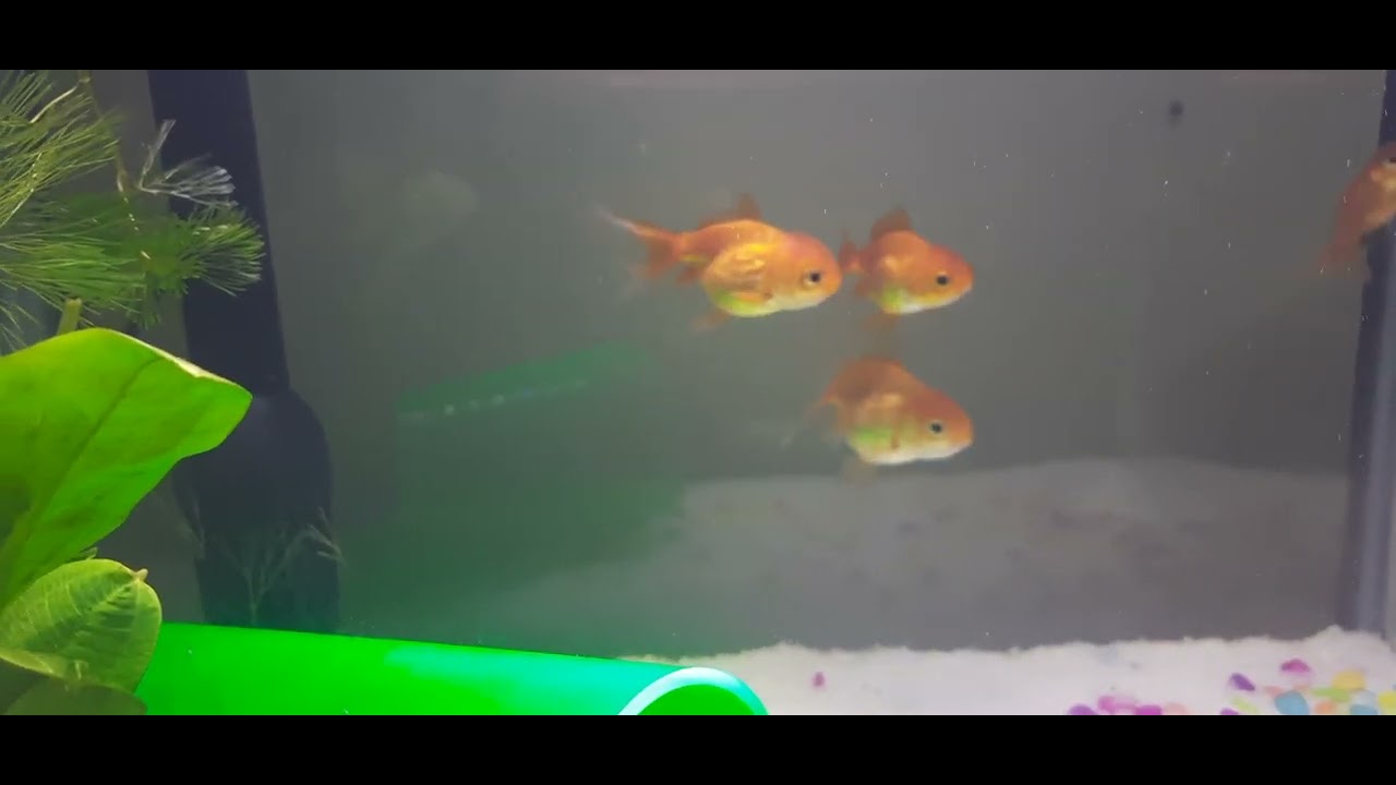 Beauty of Goldfish | UltraHD Aquarium Relaxing | Super beautiful ...