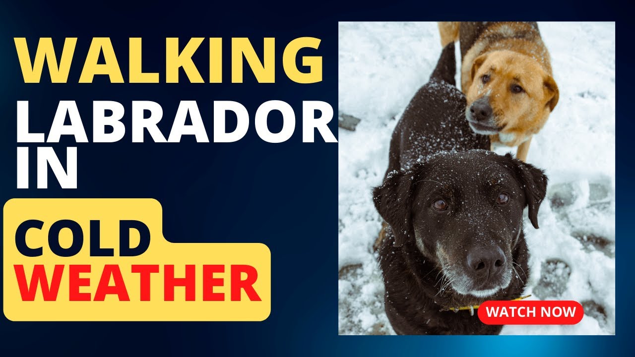 Walking labrador in cold weather| Retriever dog | Labrador Dog ...
