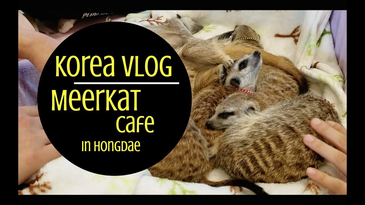 Meerkat Cafe in Seoul - YouTube