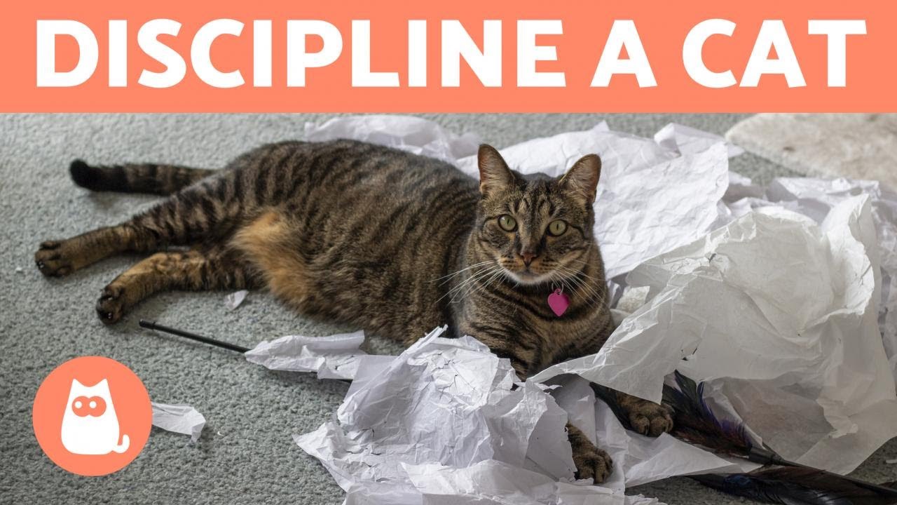 How to DISCIPLINE a CAT PROPERLY 🐱 (Cat Education) - YouTube