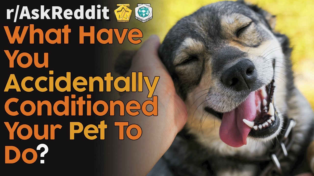What Have You Accidentally Conditioned Your Pet To Do r AskReddit Top what-have-you-accidentally-conditioned-your-pet-to-do-r-askreddit-top