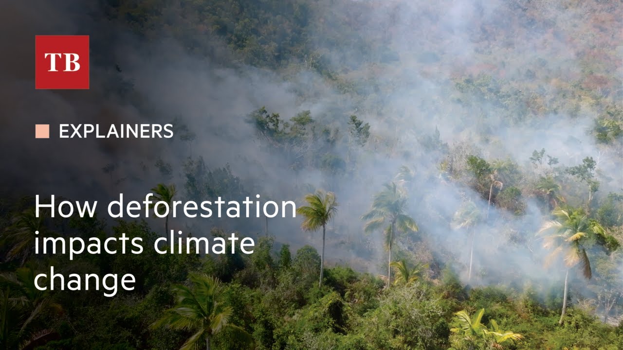 How deforestation impacts climate change - YouTube