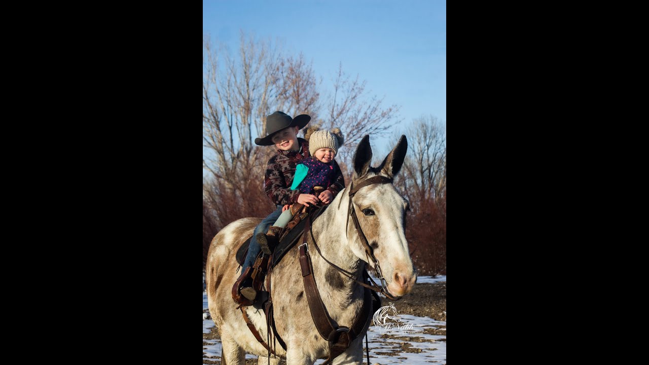 Dolly~Kid Safe Molly Mule~GENTLE& KIND - YouTube