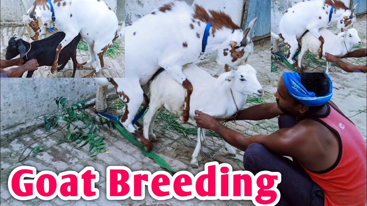 Goat Breeding || बकरे को एग्रेसिव कैसे बनाए || - YouTube