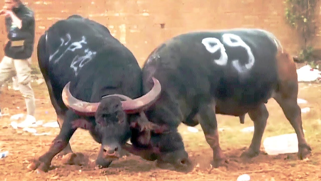 Bullfighting│Repeated defeats and repeated battles, and finally the ...