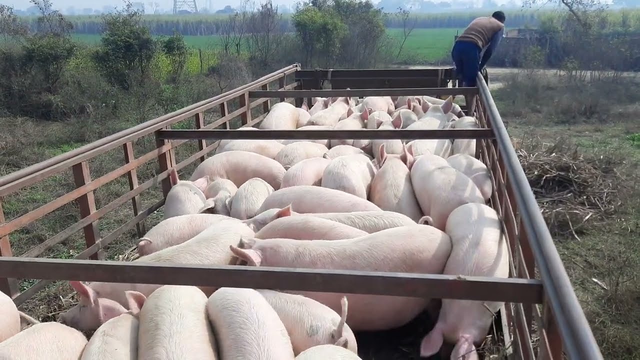 Pig Deliver to nagaland | How to start a new pig farm|🐖 Modern Pig ...