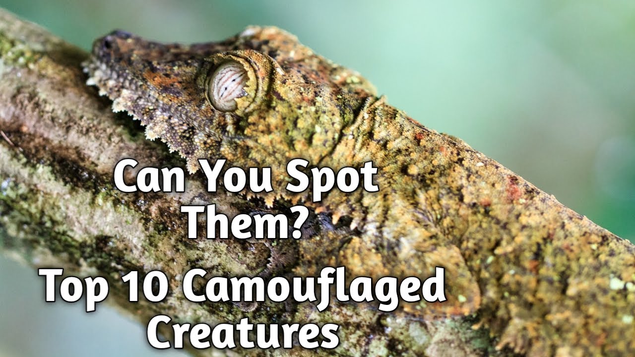 Masters of Disguise: Top 10 Camouflage Experts in the Animal Kingdom ...