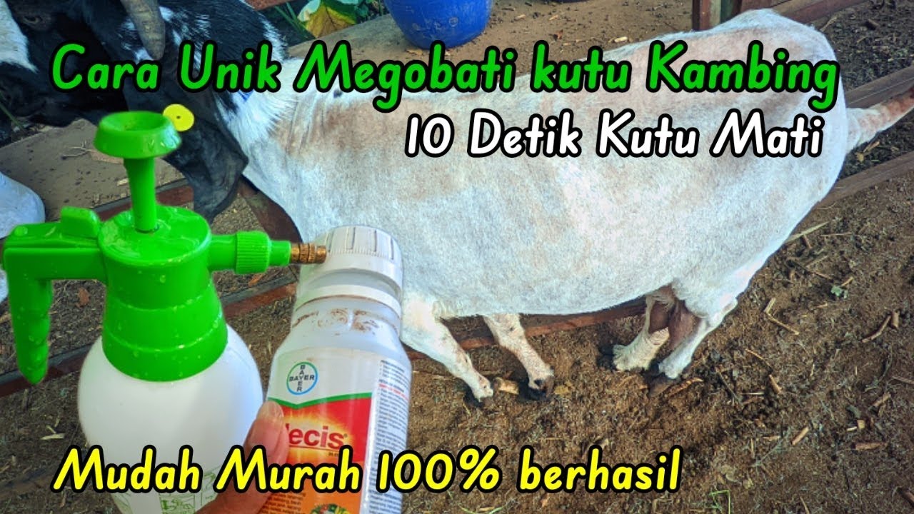 Mengobati kutu kambing yang paling unik mudah cepat dan 100% berhasil ...