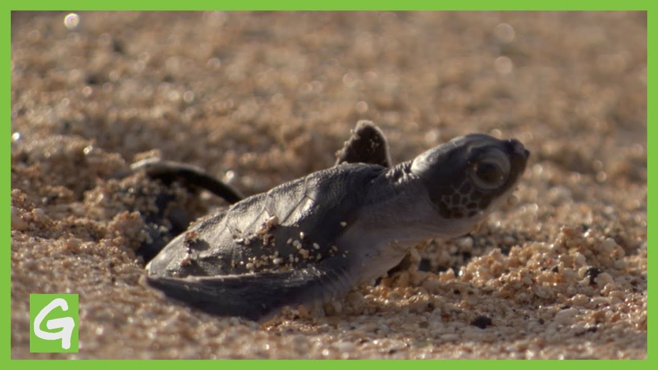 Baby Sea Turtles Need Our Help! - YouTube