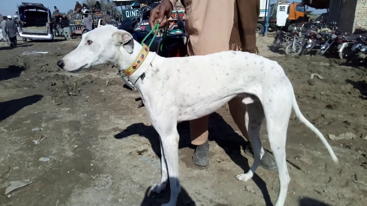 White Hunter Dog From Pakistan Dikhan Shikari Kutta - YouTube