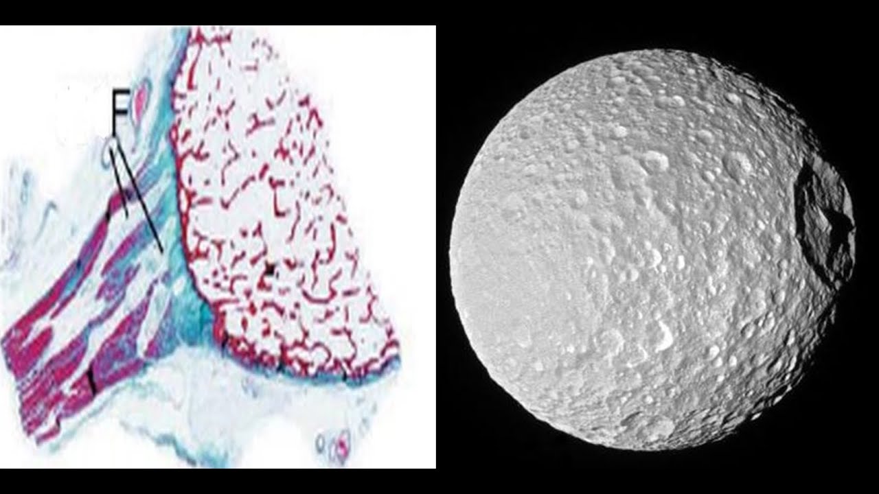 Do Moons Look Like Biology (body parts) as the Ancient Myths claim They ...