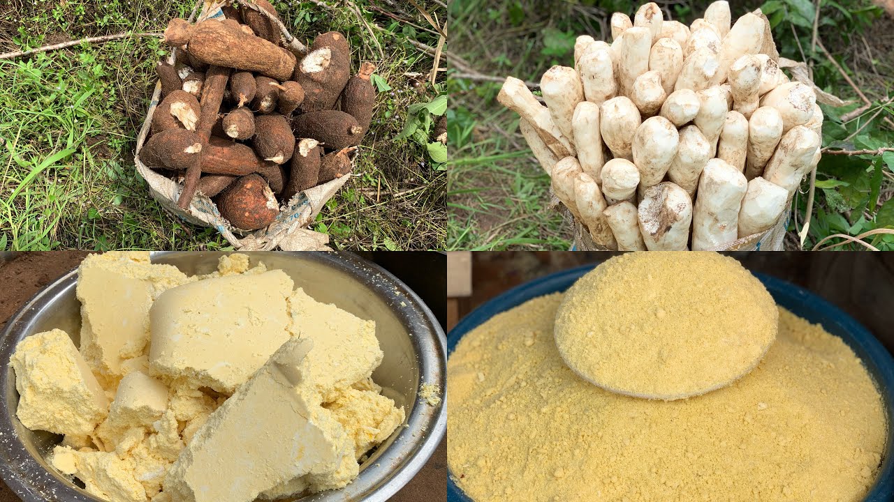 Cassava Production: How To Process Garri And Starch (Village Vlog ...
