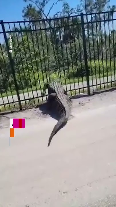 Bizarre Moment Alligator Takes Down Fence - YouTube