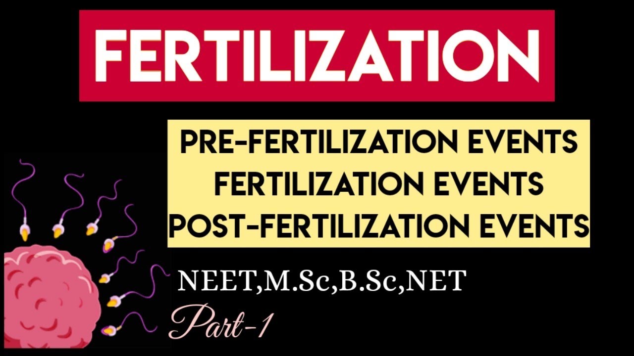 1-fertilization-pre-fertilization-events-fertilization-events-post