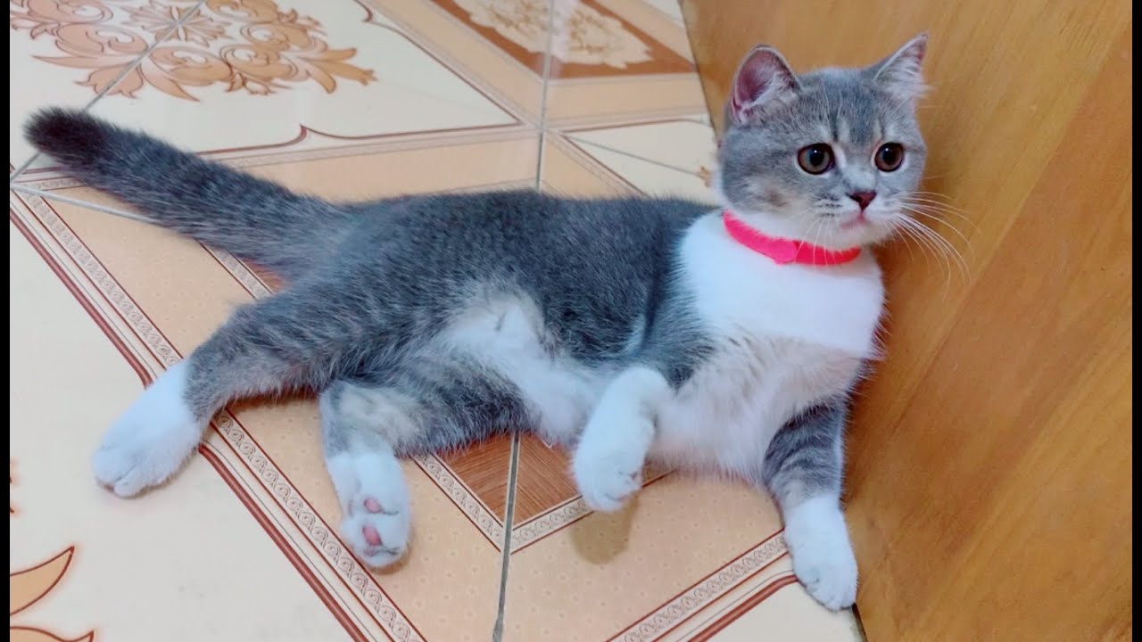 Too adorable cat family! 🤪 Daddy cat's so funny 🤪 - YouTube