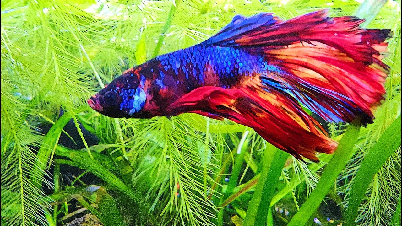Live Betta Aquarium ~ Community Fish Tank with Calming Water Sounds ...