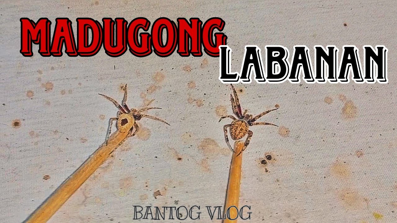 MADUGONG LABANAN •|• BANTOG VLOG UPDATE ‼️‼️ - YouTube