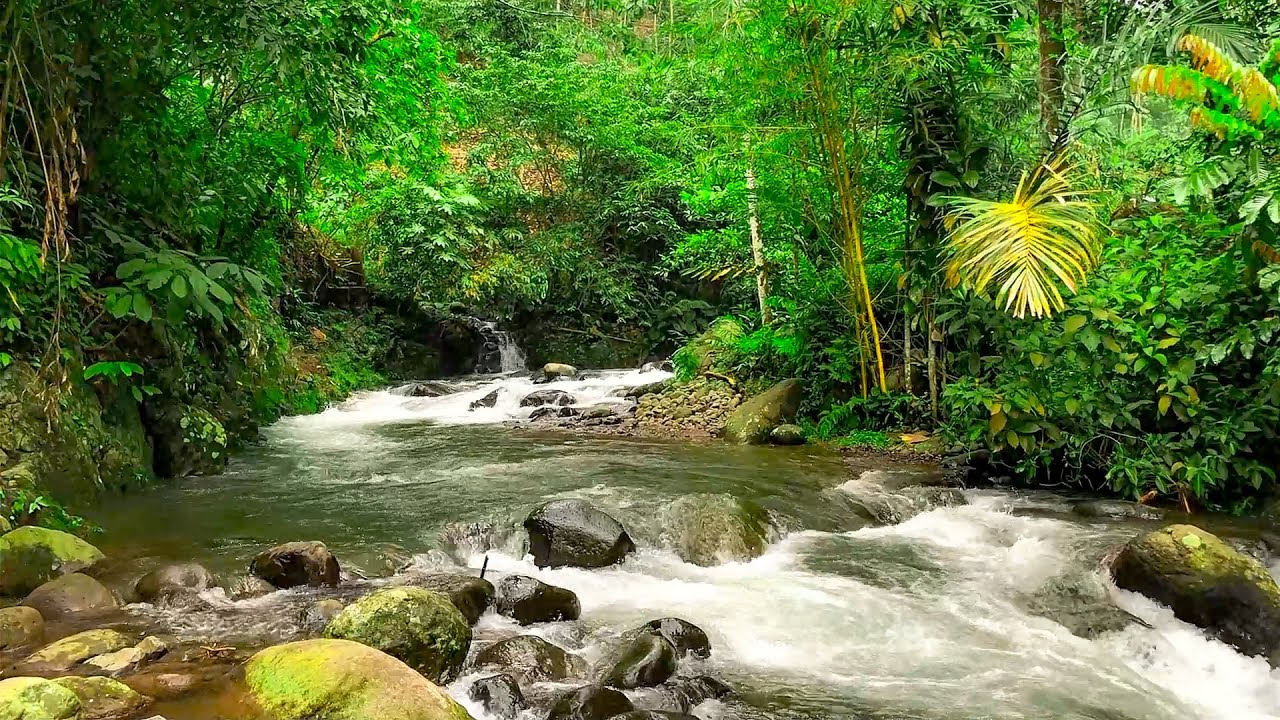 Wonderful River in the Deep Forest, Melody of Birds Chirping, Calm ...